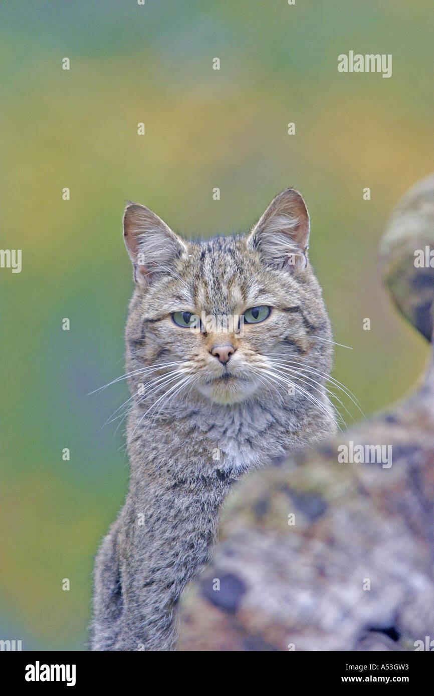 Felis sylvestris sylvestris hi-res stock photography and images - Alamy
