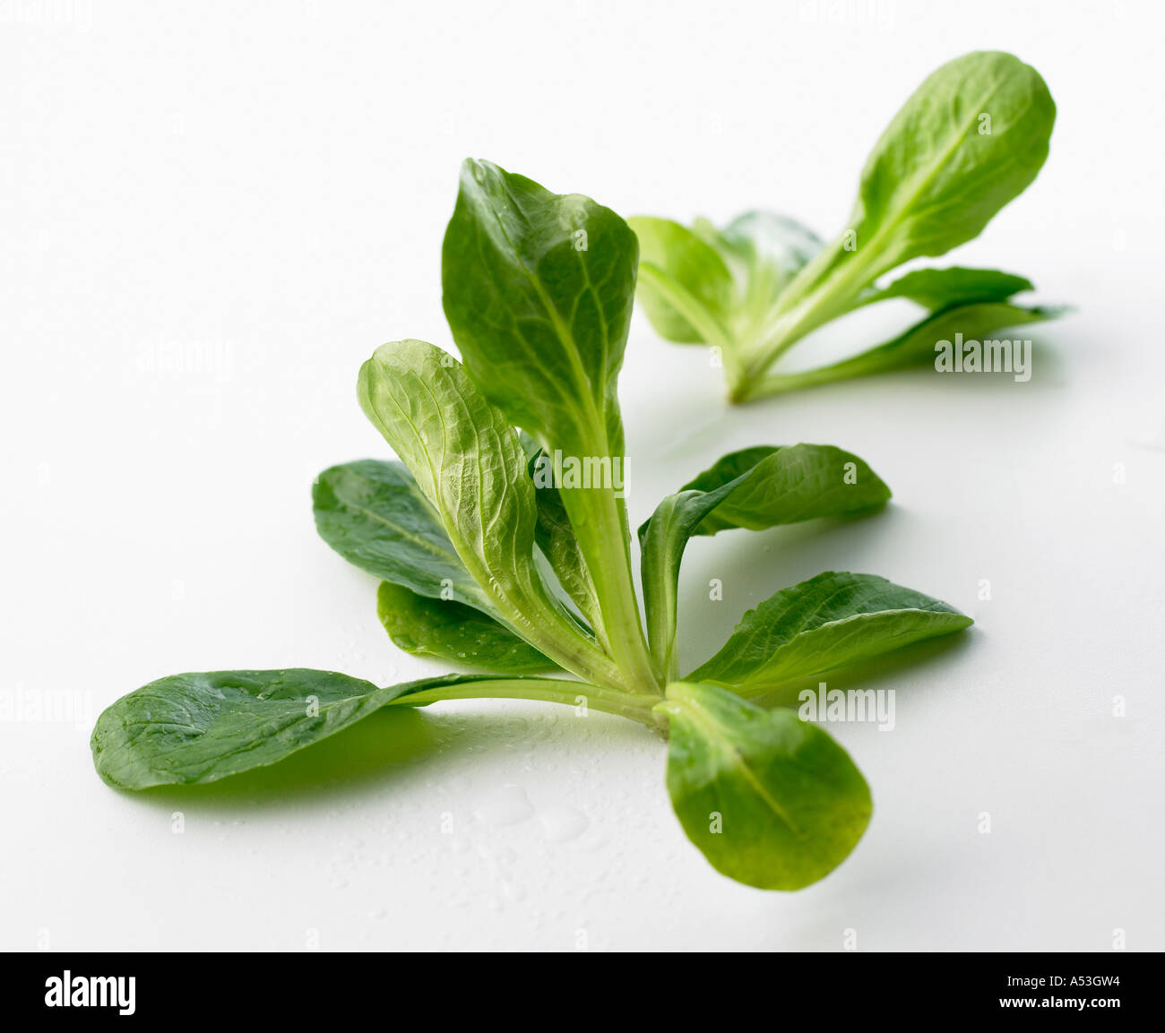 Fresh Lamb s Lettuce Stock Photo - Alamy