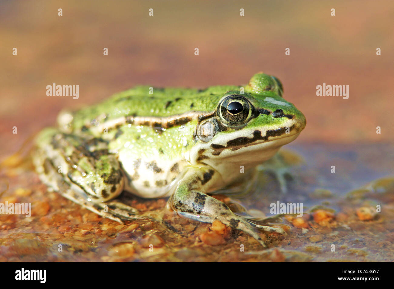 Green frog is sitinging in a puddle Stock Photo - Alamy