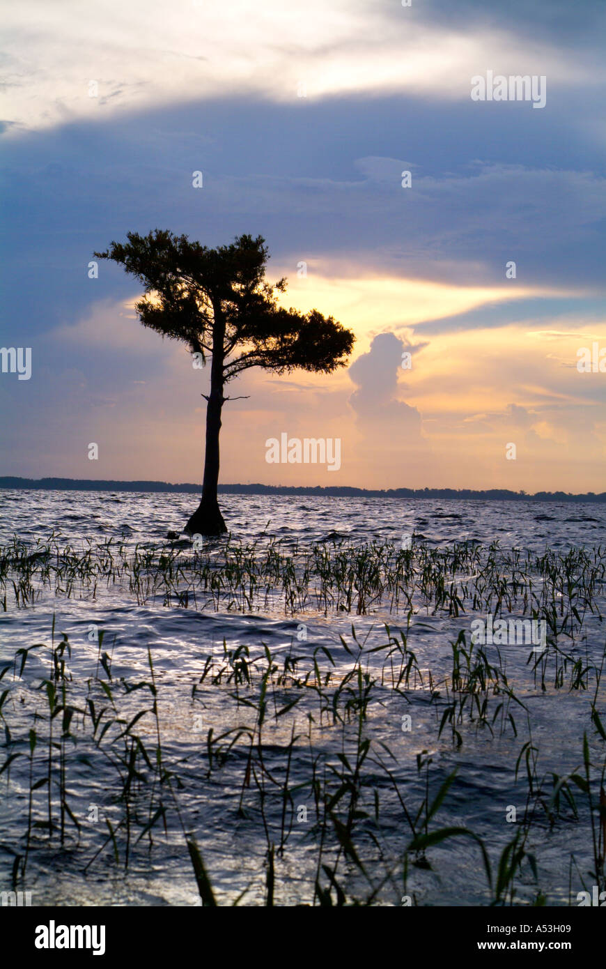 Blue Cypress Lake Indian River County Florida sunrise lakes cypress ...