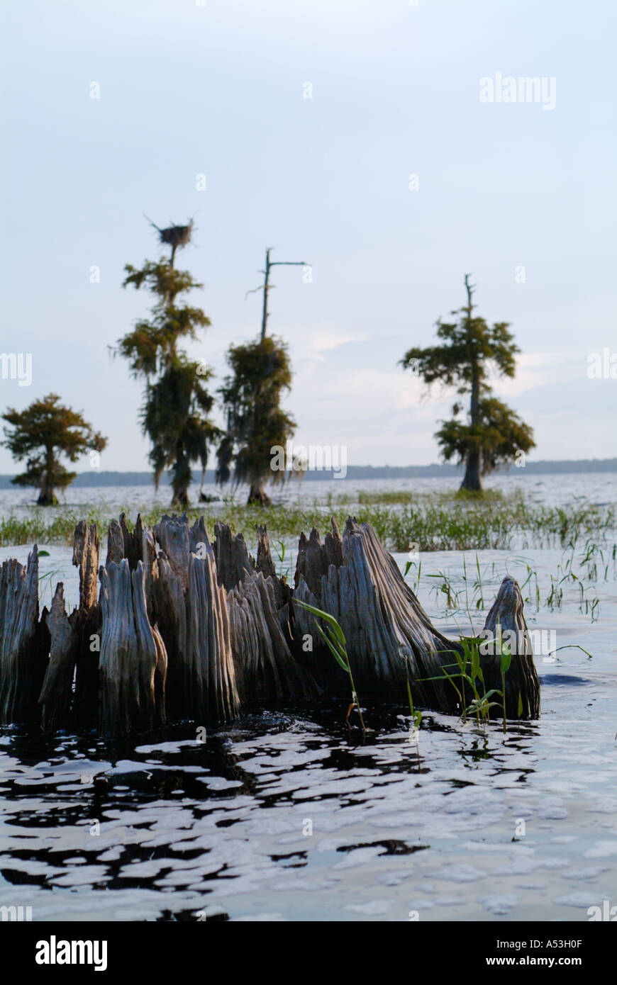 Cypress tree stumps florida hi-res stock photography and images - Alamy