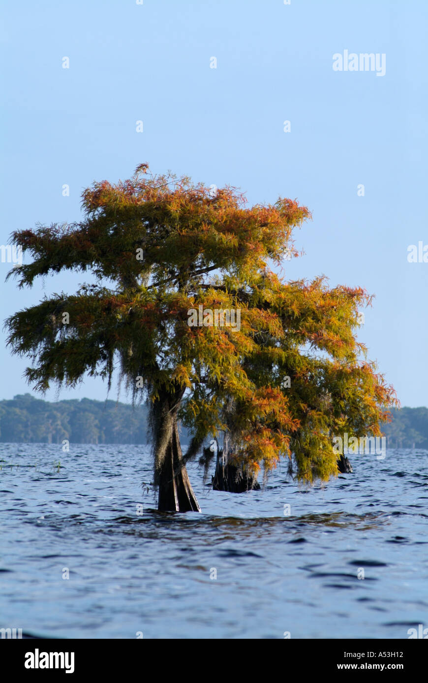 Blue Cypress Lake Indian River County Florida lakes trees Stock Photo ...