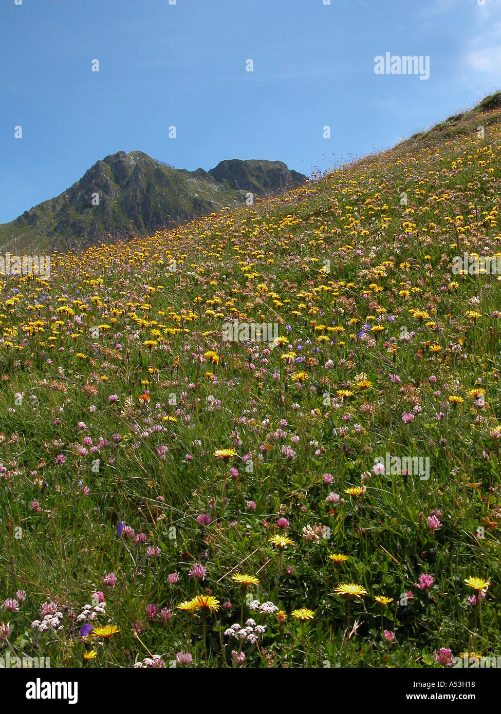 Alpine wild flowers on a hillside in the French alps above La Plagne in ...