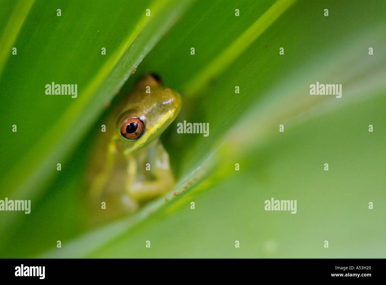 Green Coqui
