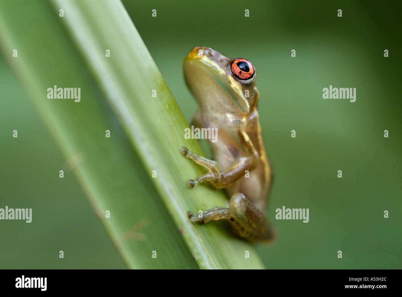 Puerto Rican Coqui Eleutherodactylus coqui frog reptiles amphibians ...