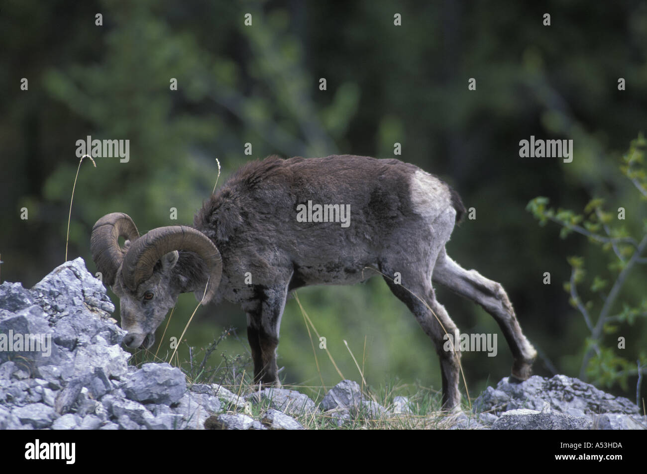 Canada Yukon Territory Stone Ram Ovis dalli on rocky slope along Alaska ...