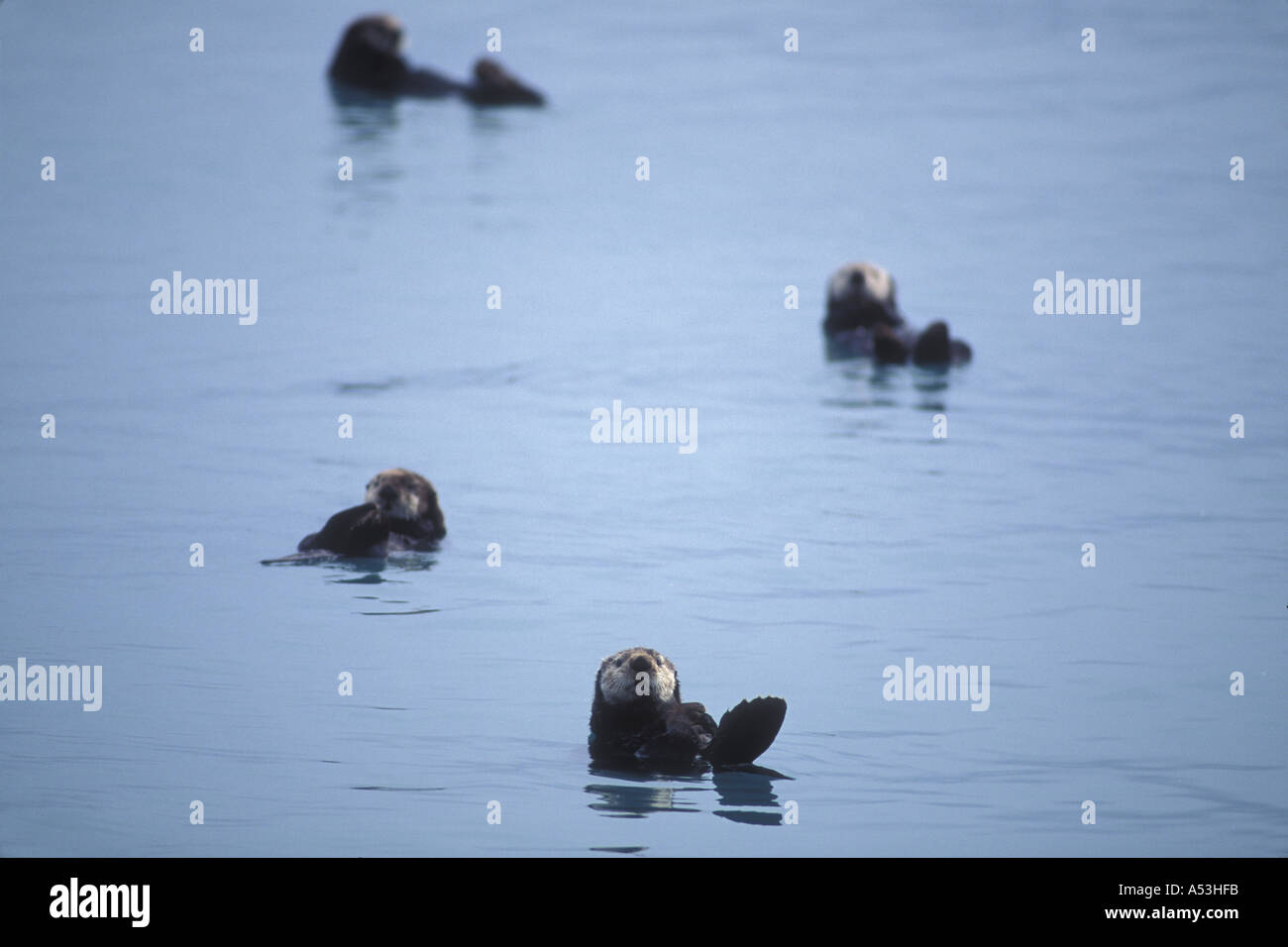 USA Alaska Kenai Fjord National Park Sea Otters Enhydra lutris float in ...