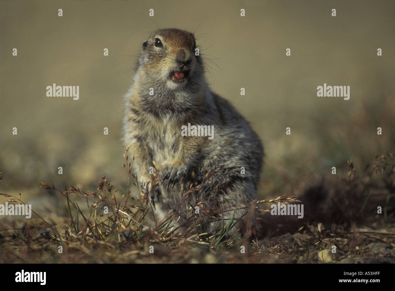 USA Alaska Denali National Park Arctic Ground Squirrel Spermophilus ...