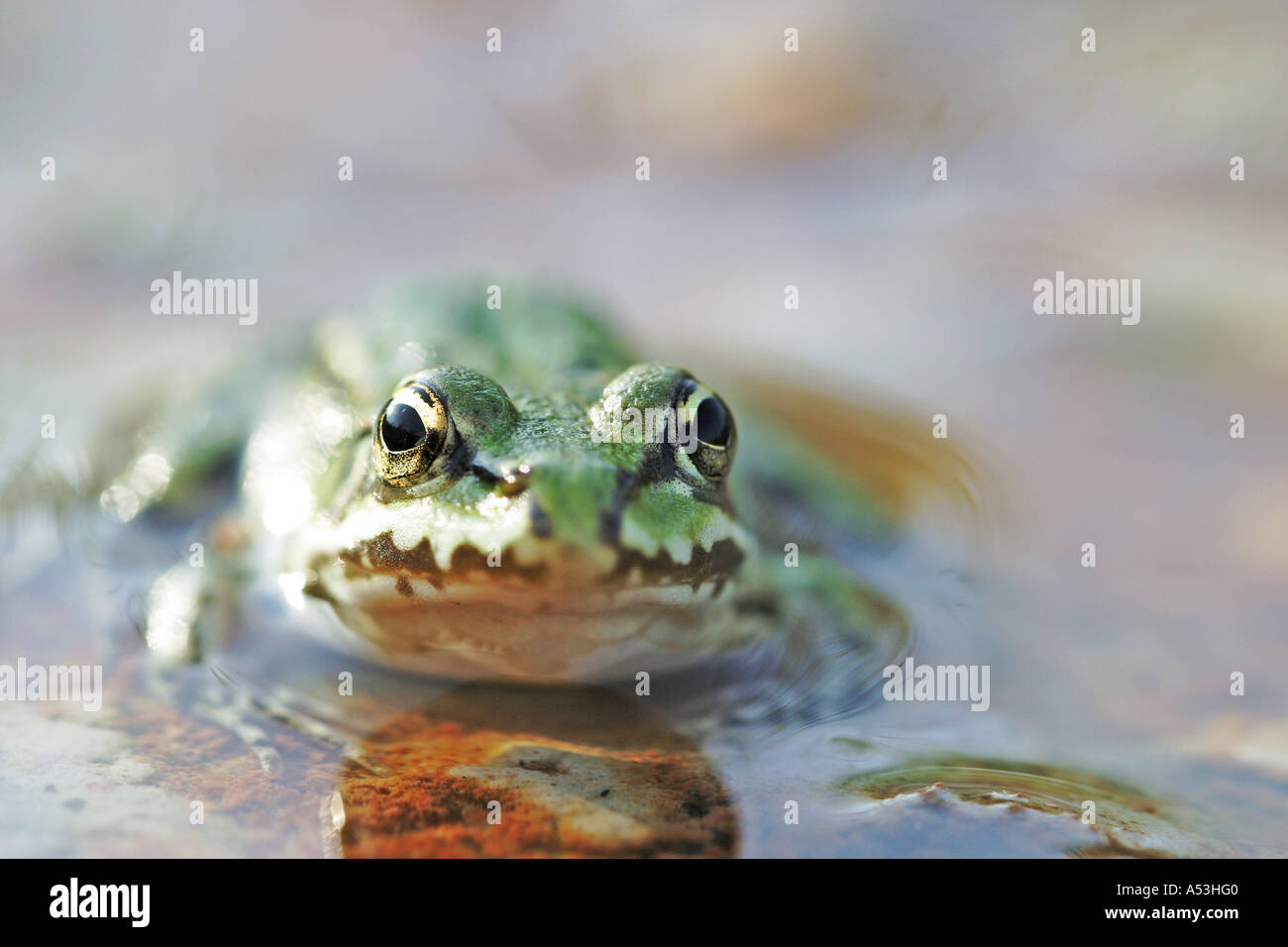 Frog in puddle hi-res stock photography and images - Alamy