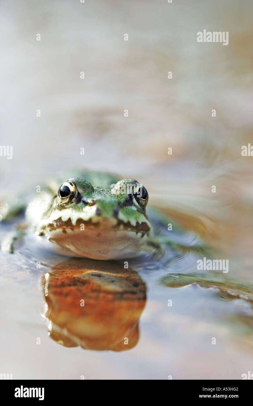 Green frog is sitinging in a puddle Stock Photo - Alamy