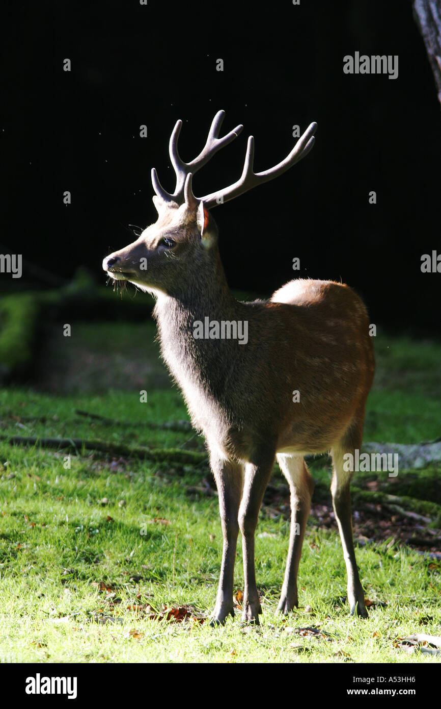 Back view mammals hi-res stock photography and images - Alamy
