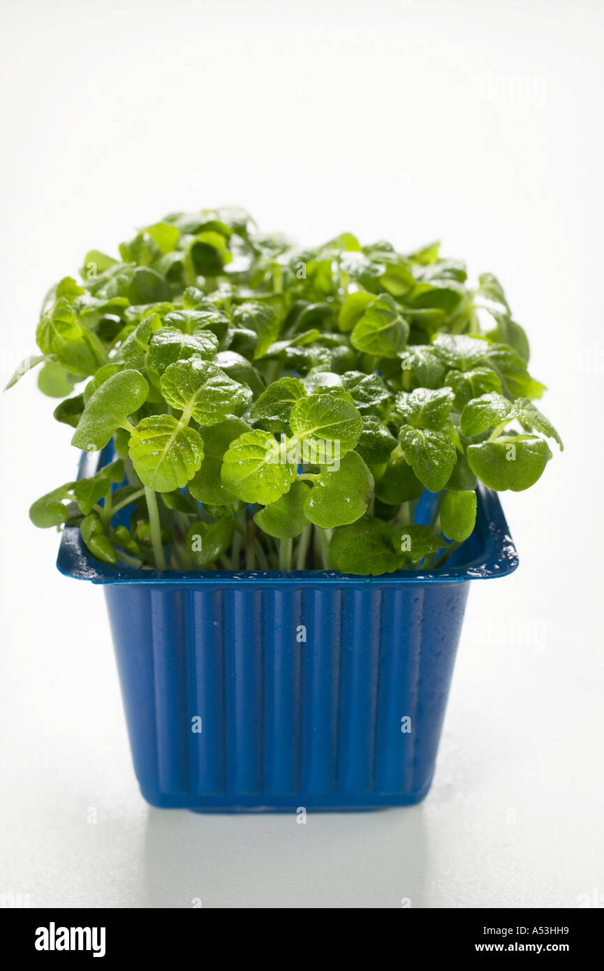 Fresh daikon cress in plastic punnet Stock Photo - Alamy