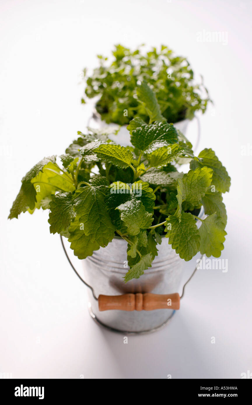 Lemon plant bucket hi-res stock photography and images - Alamy