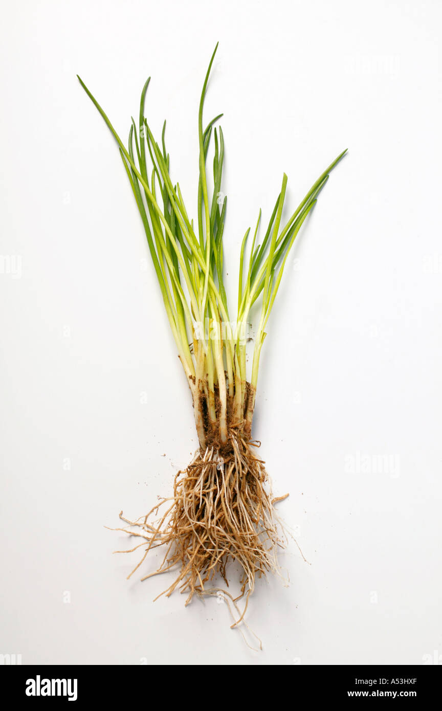 Chives with roots Stock Photo - Alamy