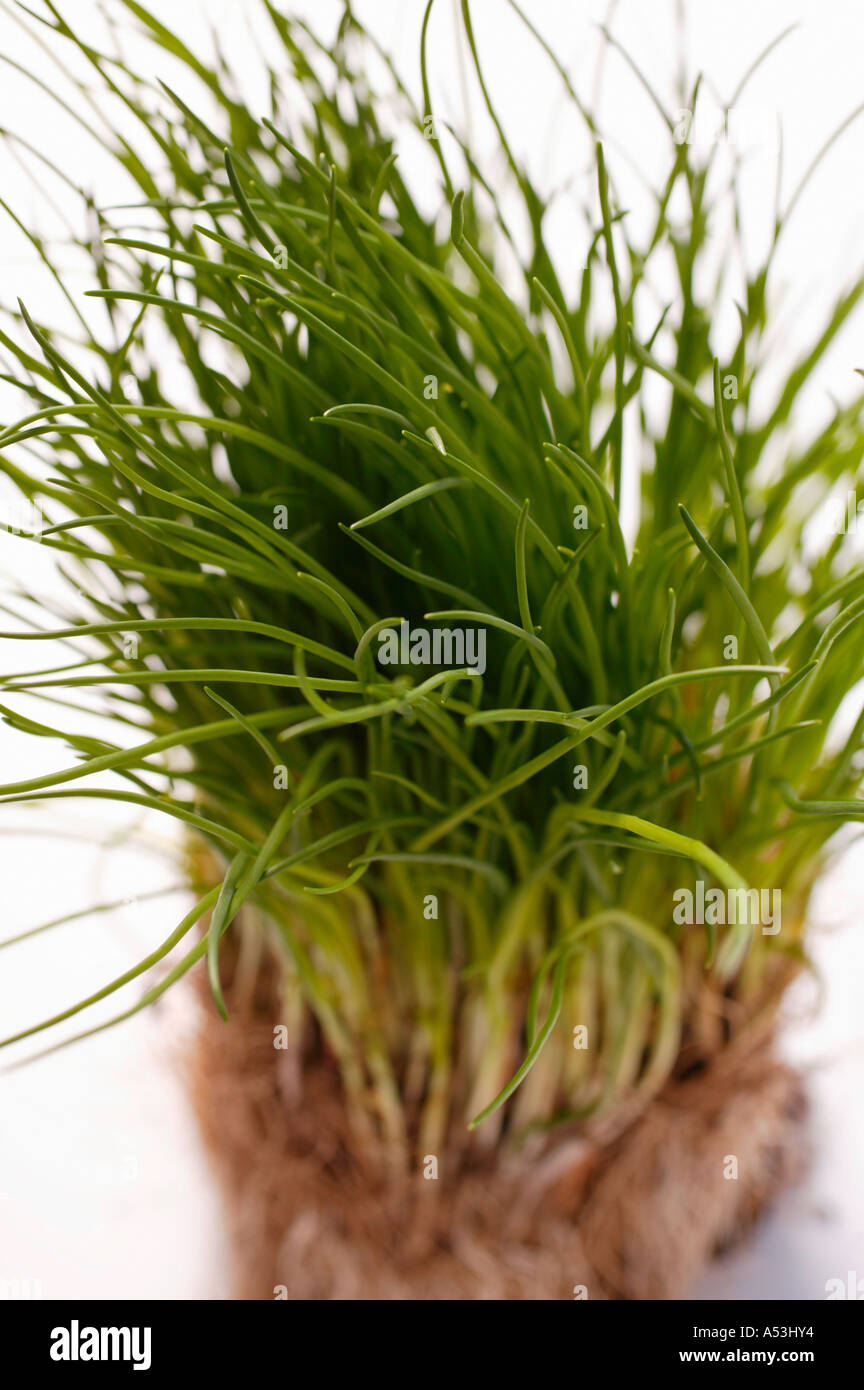 Chive roots hi-res stock photography and images - Alamy