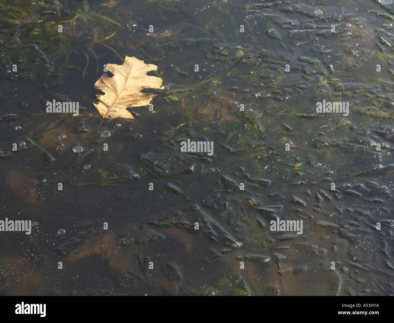 Leave frozen into ice Stock Photo - Alamy