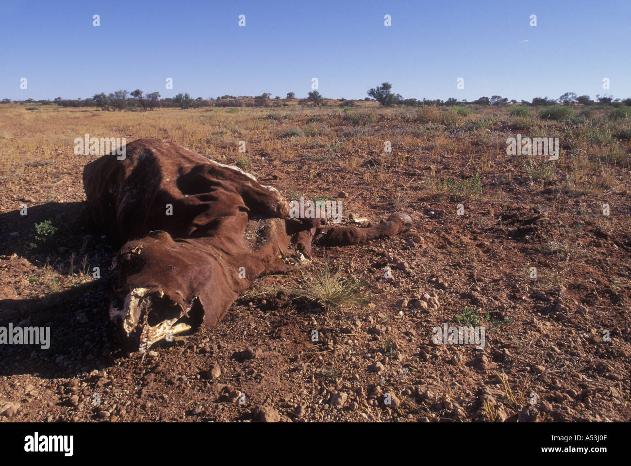 Australia Northern Territory Desiccated dead cow along roadside in ...