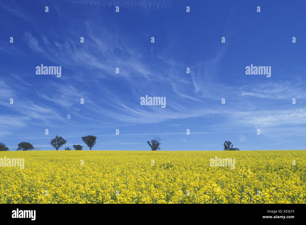 Australia New South Wales Field of bright yellow mustard seed on ...