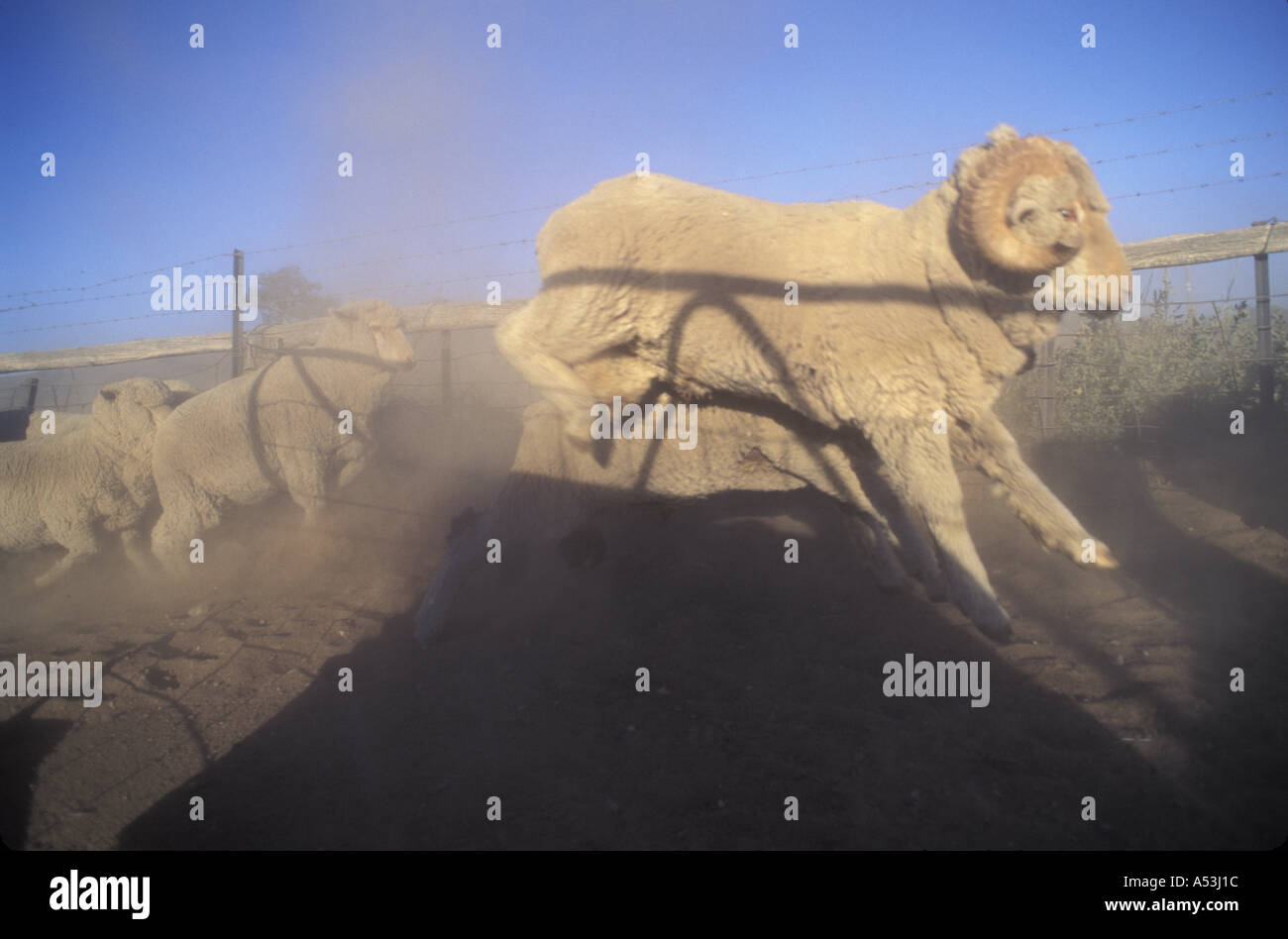 Australia New South Wales Merino Sheep race through dusty paddock at ...