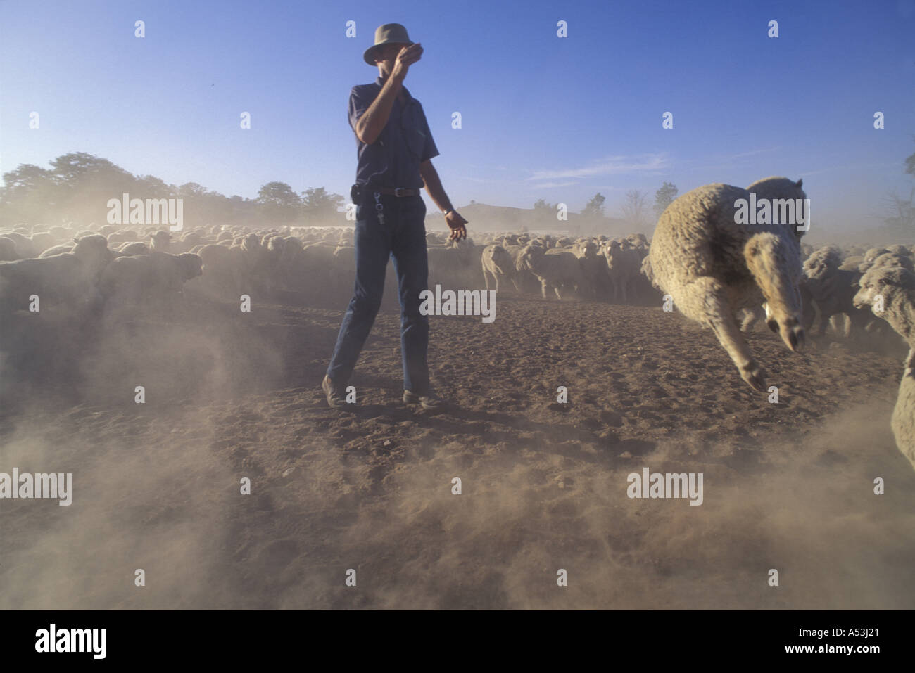 Australia New South Wales MR Ranch hand Peter Coble counts Merino Sheep ...