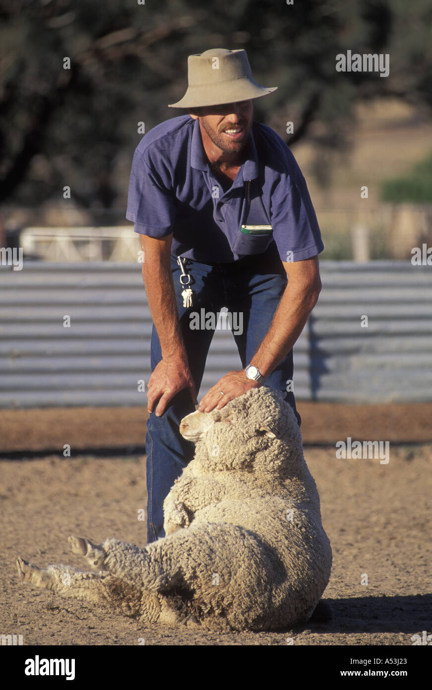 Australia New South Wales MR Ranch hand Peter Coble with Merino Sheep ...