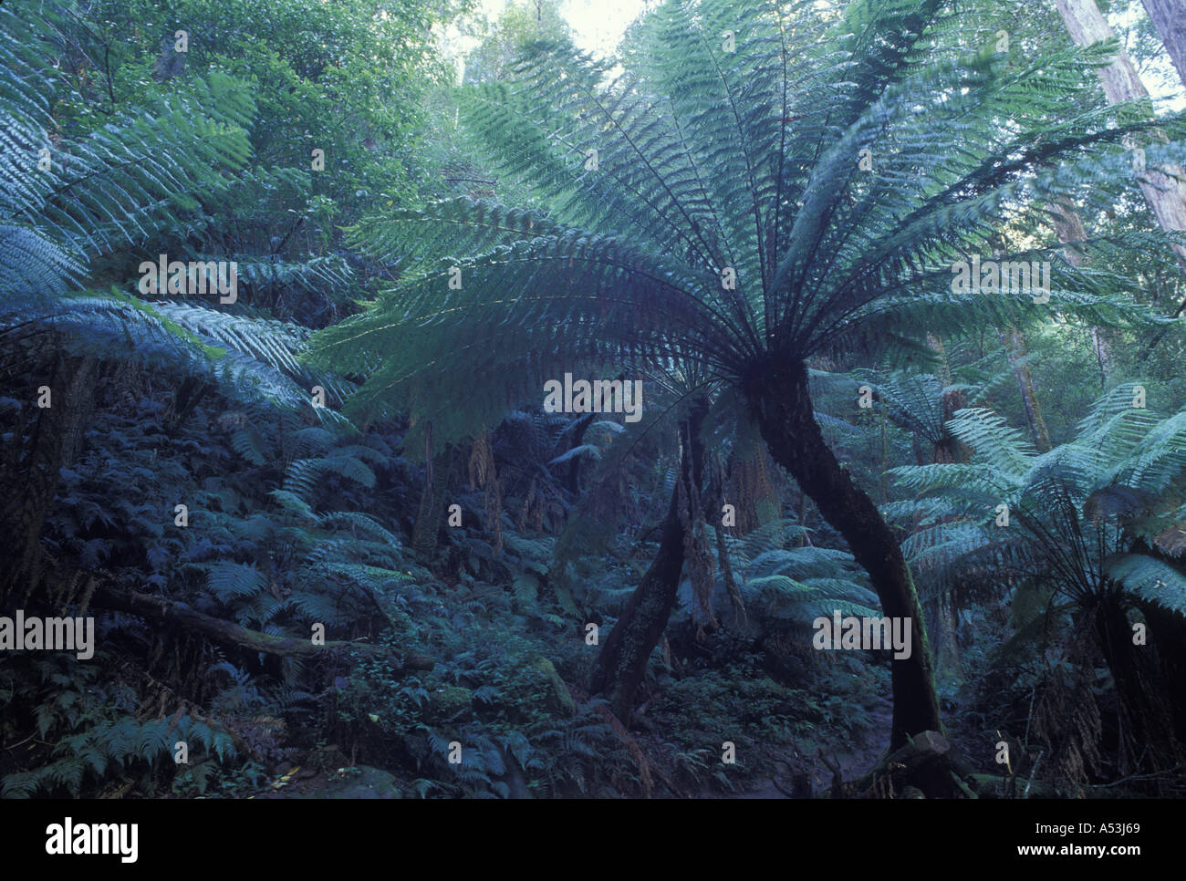 Australia Victoria Tropical rainforest in Angahook Lorne State Park ...