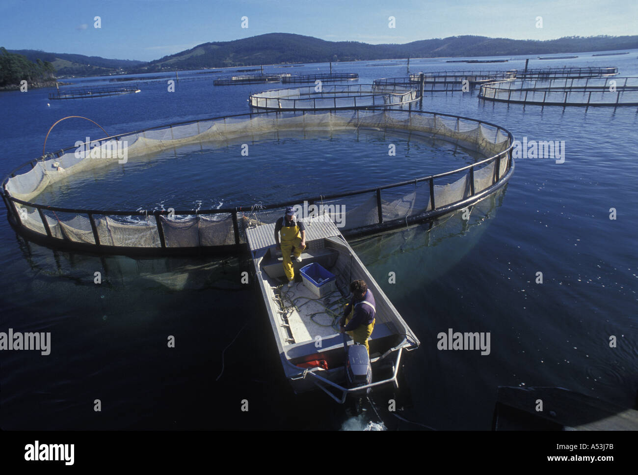 Australia Tasmania Small skiffs shuttle salmon pens at Tassal s Port ...