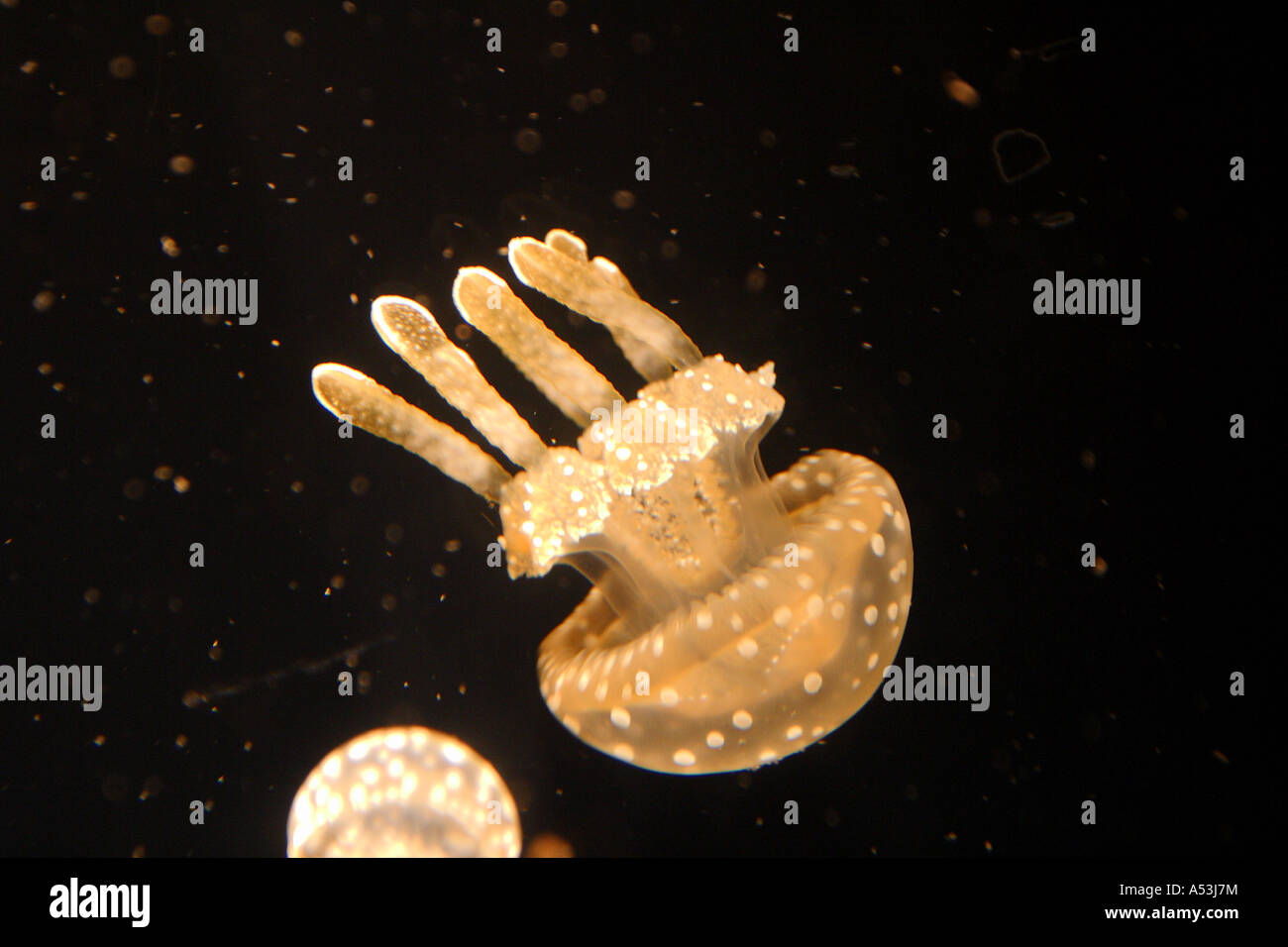 Hydromedusa hi-res stock photography and images - Alamy