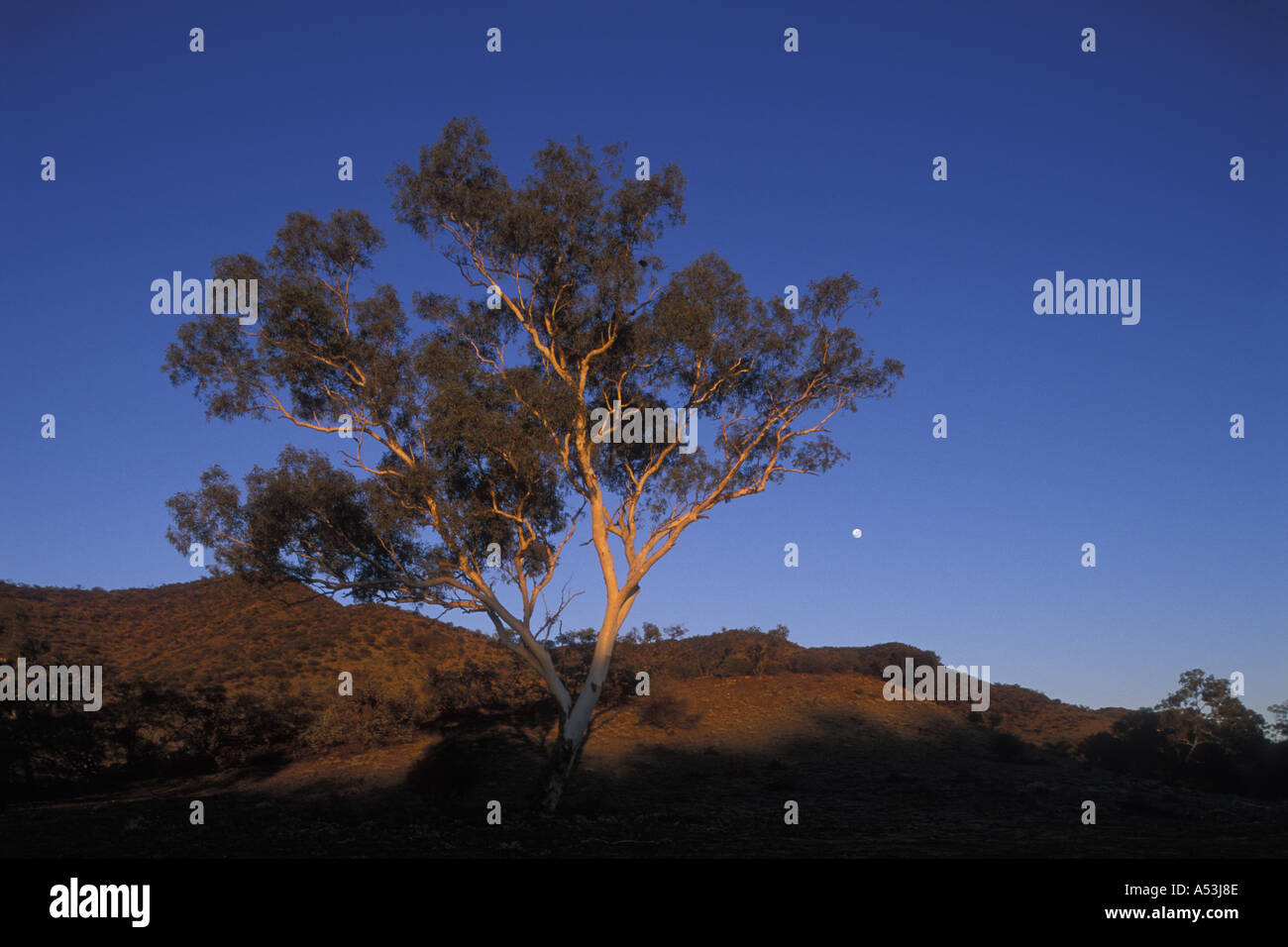 Australia South Australia Gibbous moon sets behind eucalyptus tree in ...