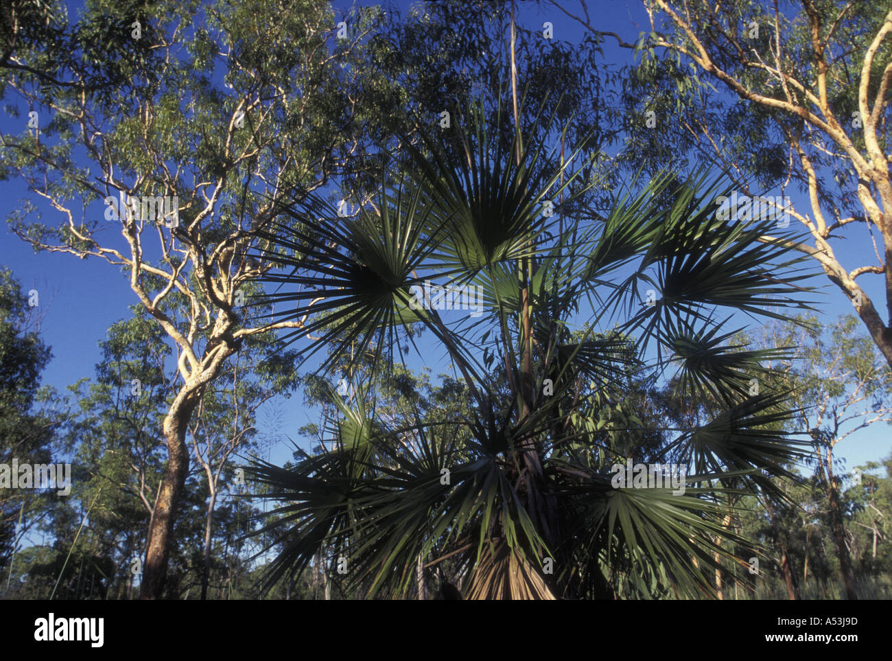 Australia Northern Territory Twisted gum trees and ferns near ...
