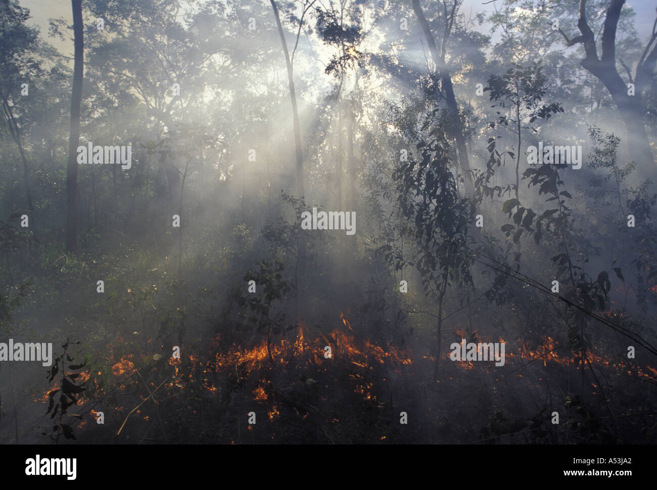 Flames of the forest australia hi-res stock photography and images - Alamy