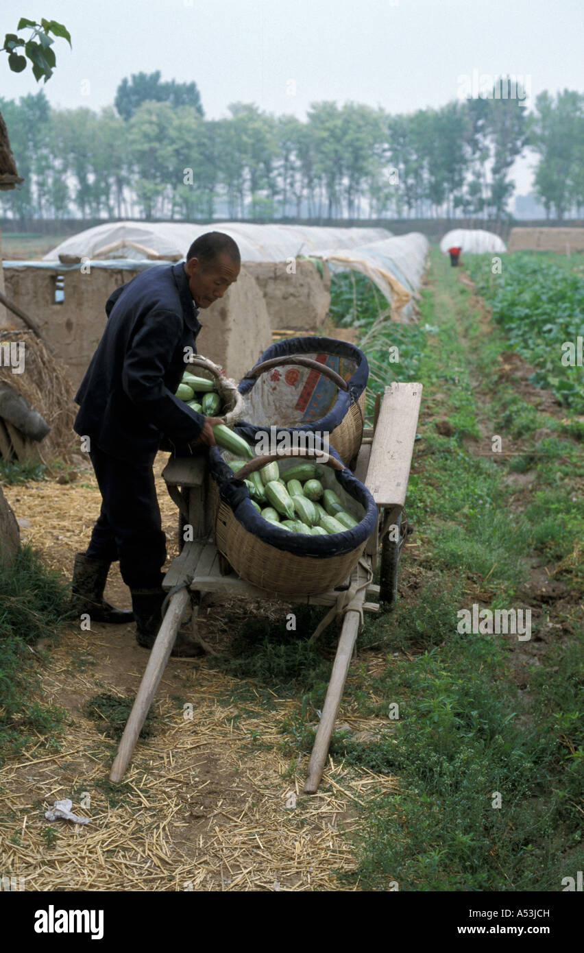 Painet ha1054 7124 china man loading cart squash xinghe village shanxi ...