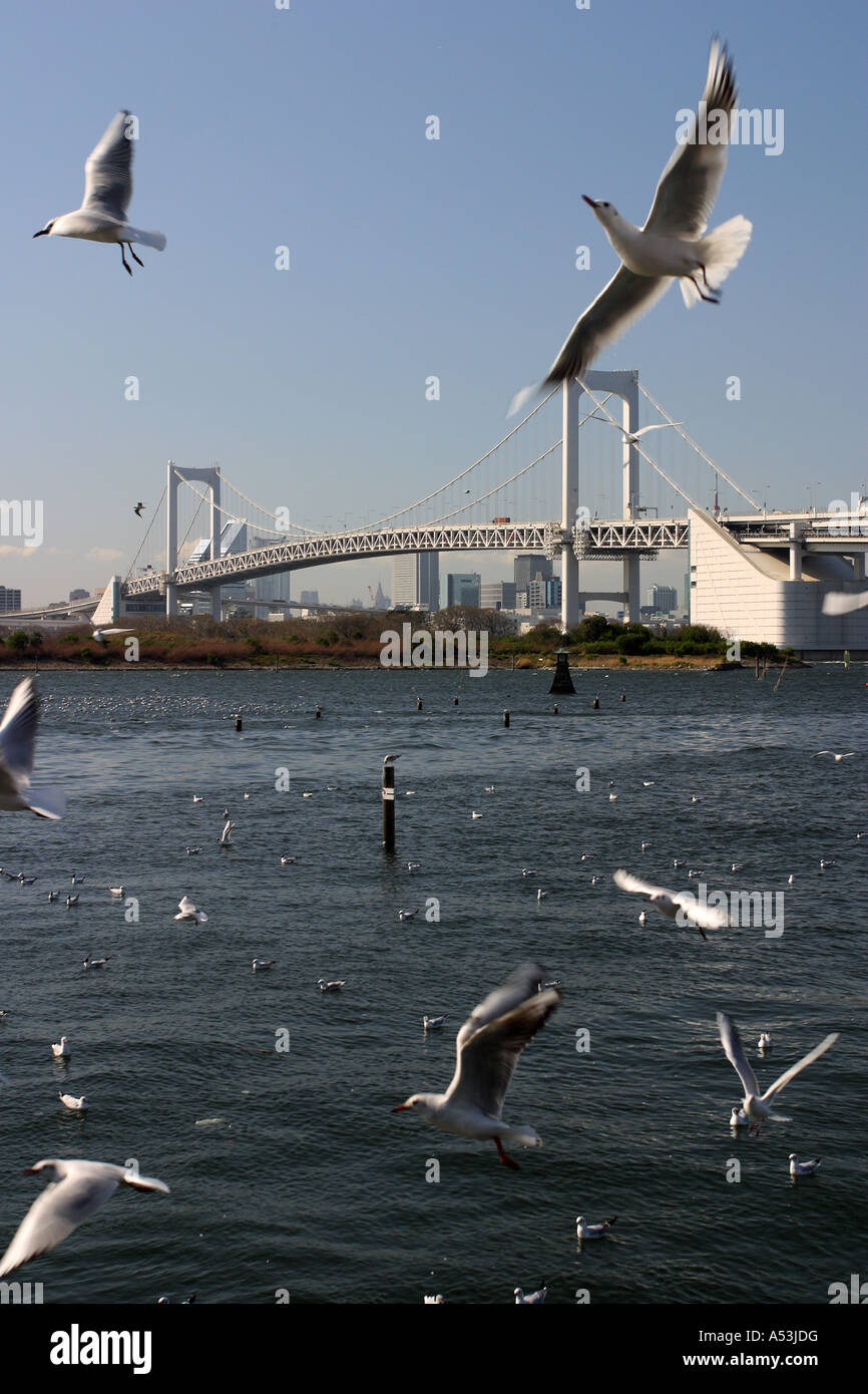 Tokyo Japan travel rainbow bridge bird Gull flying daytime sea blue ...