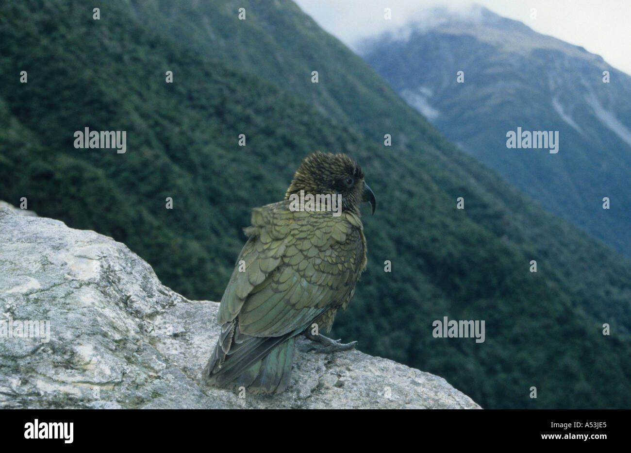 The kea alpine parrot in the South Island of New Zealand Stock Photo ...