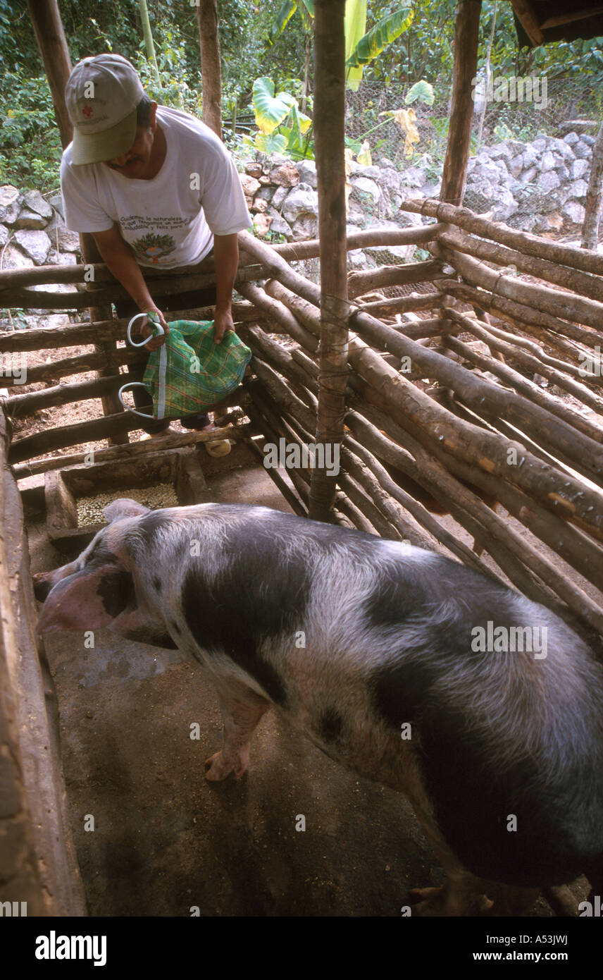 Painet ha1131 mexico hispanic fcy project pig farming yucatan country ...