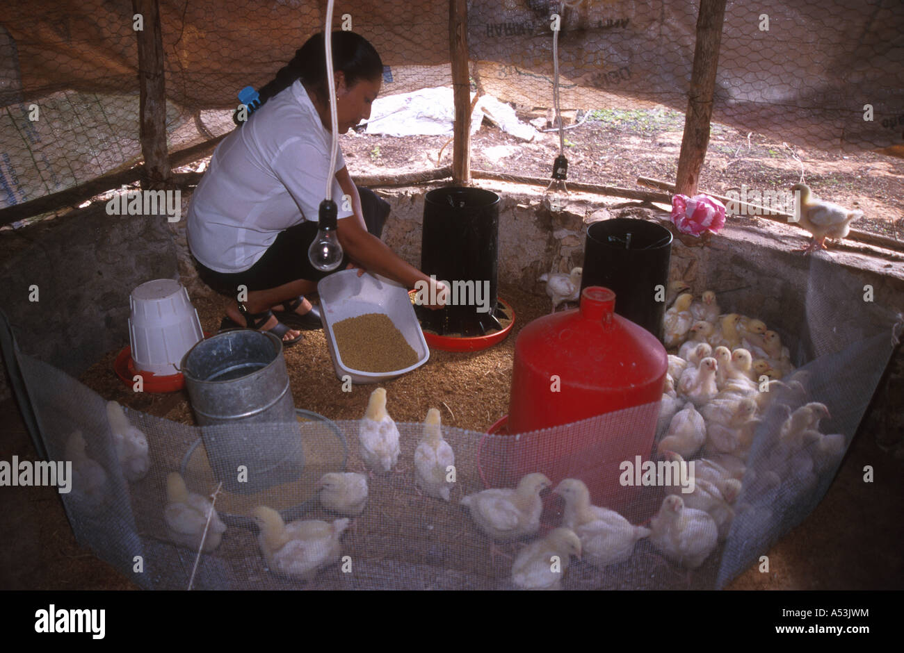 Painet ha1132 mexico hispanic fcy project chicken rearing yucatan ...