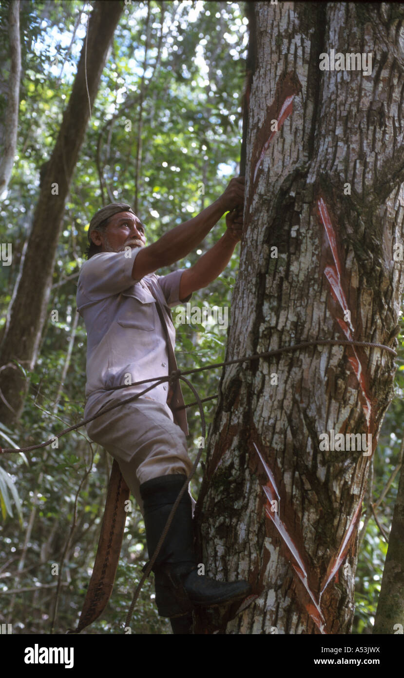 Painet ha1136 mexico hispanic man tapping tree for chicle yucatan ...