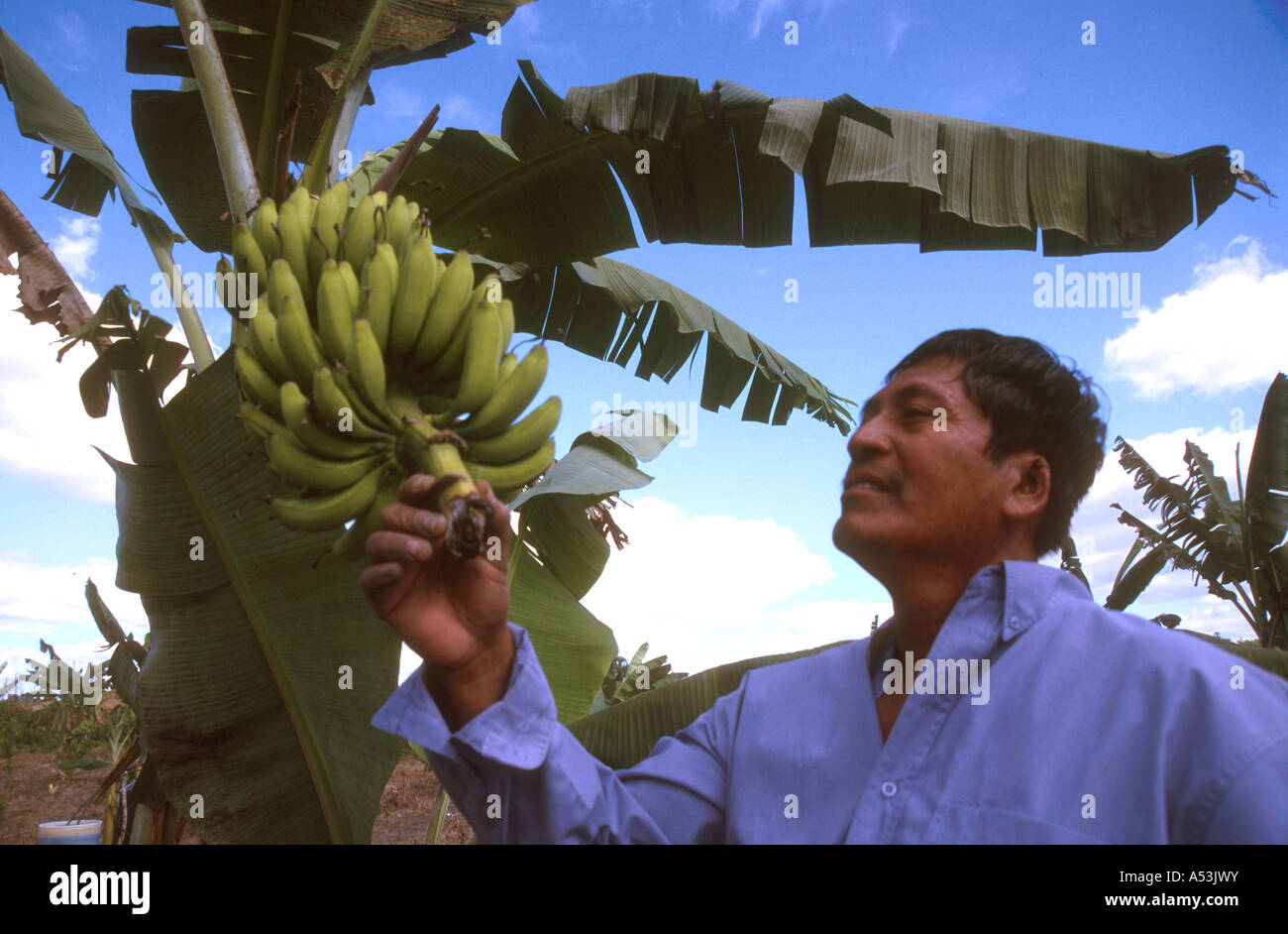 Painet ha1137 mexico hispanic man bananas quintana roo cobiotec project ...
