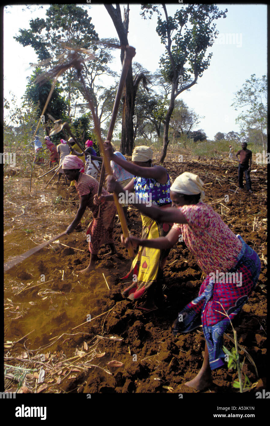Painet ha1478 3001 color women meru working fields kenya country ...