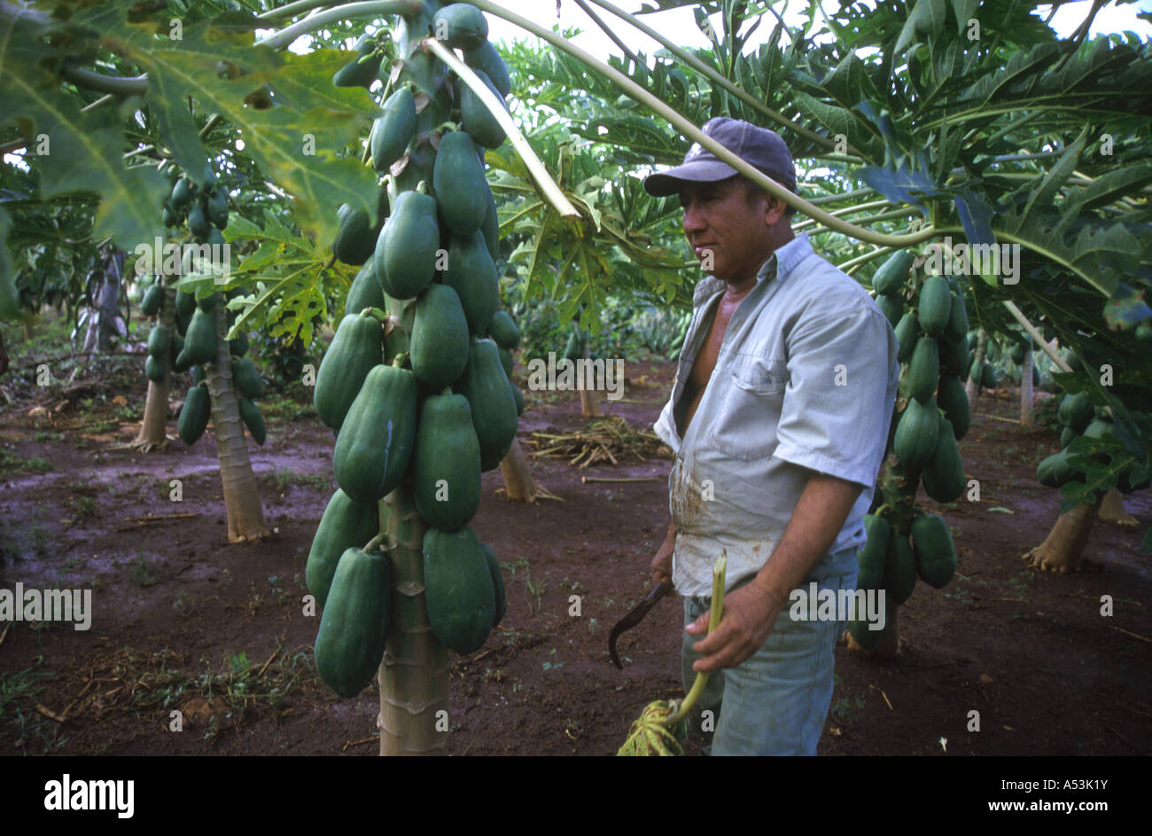 Cultivation of papayas hi-res stock photography and images - Alamy