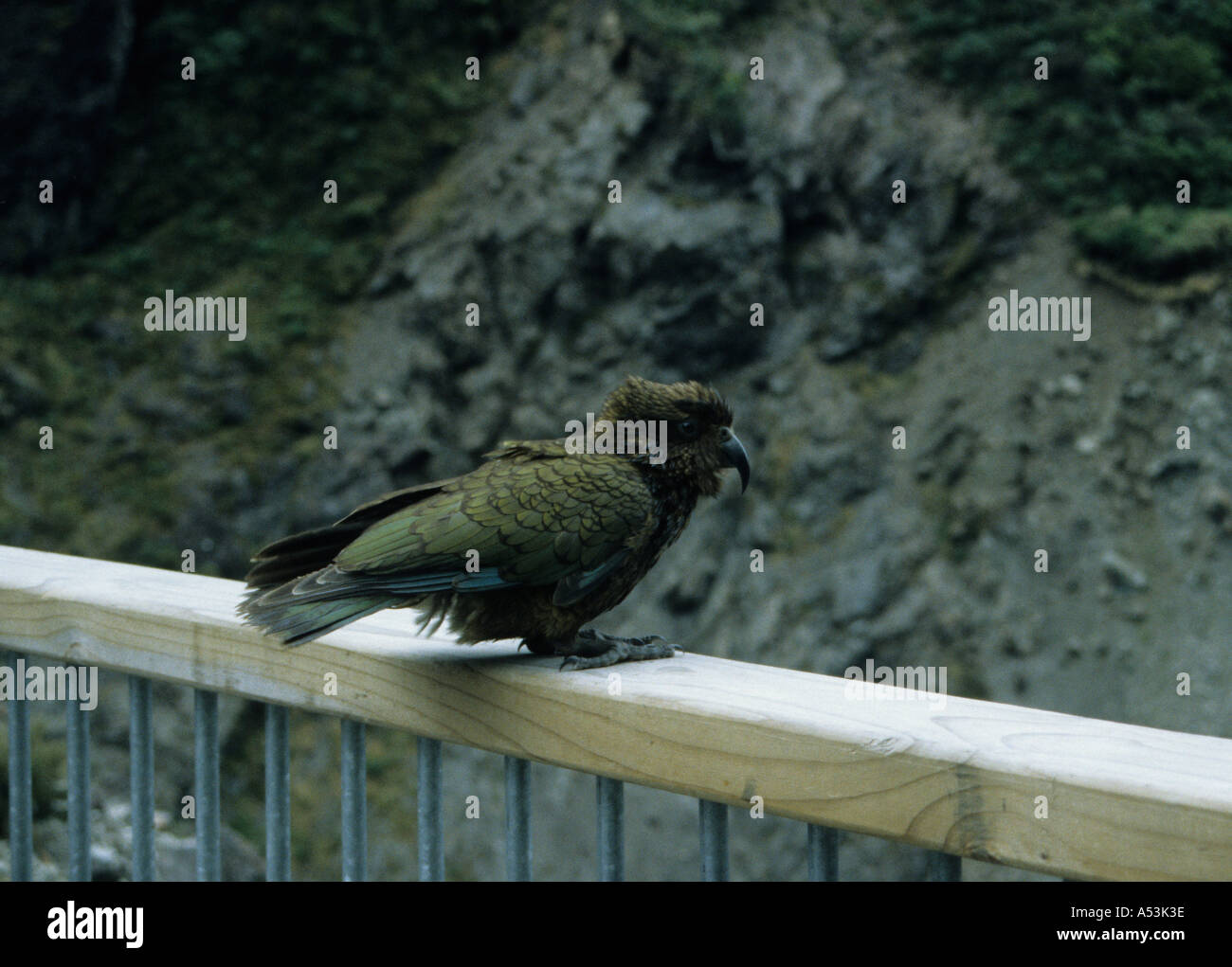 The kea alpine parrot in Arthur s Pass in the South Island of New ...