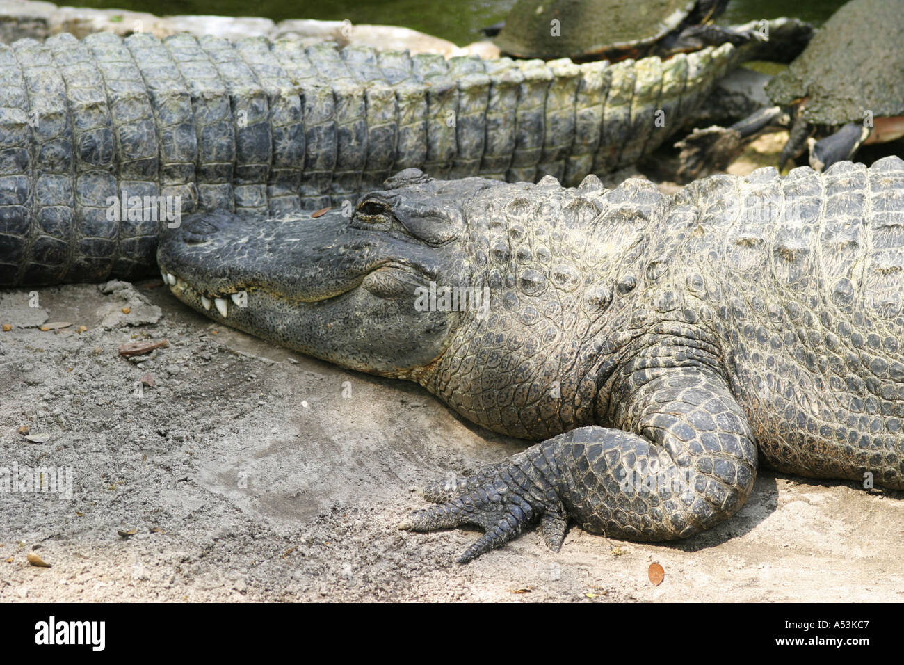 crocodile at busch gardens Stock Photo - Alamy
