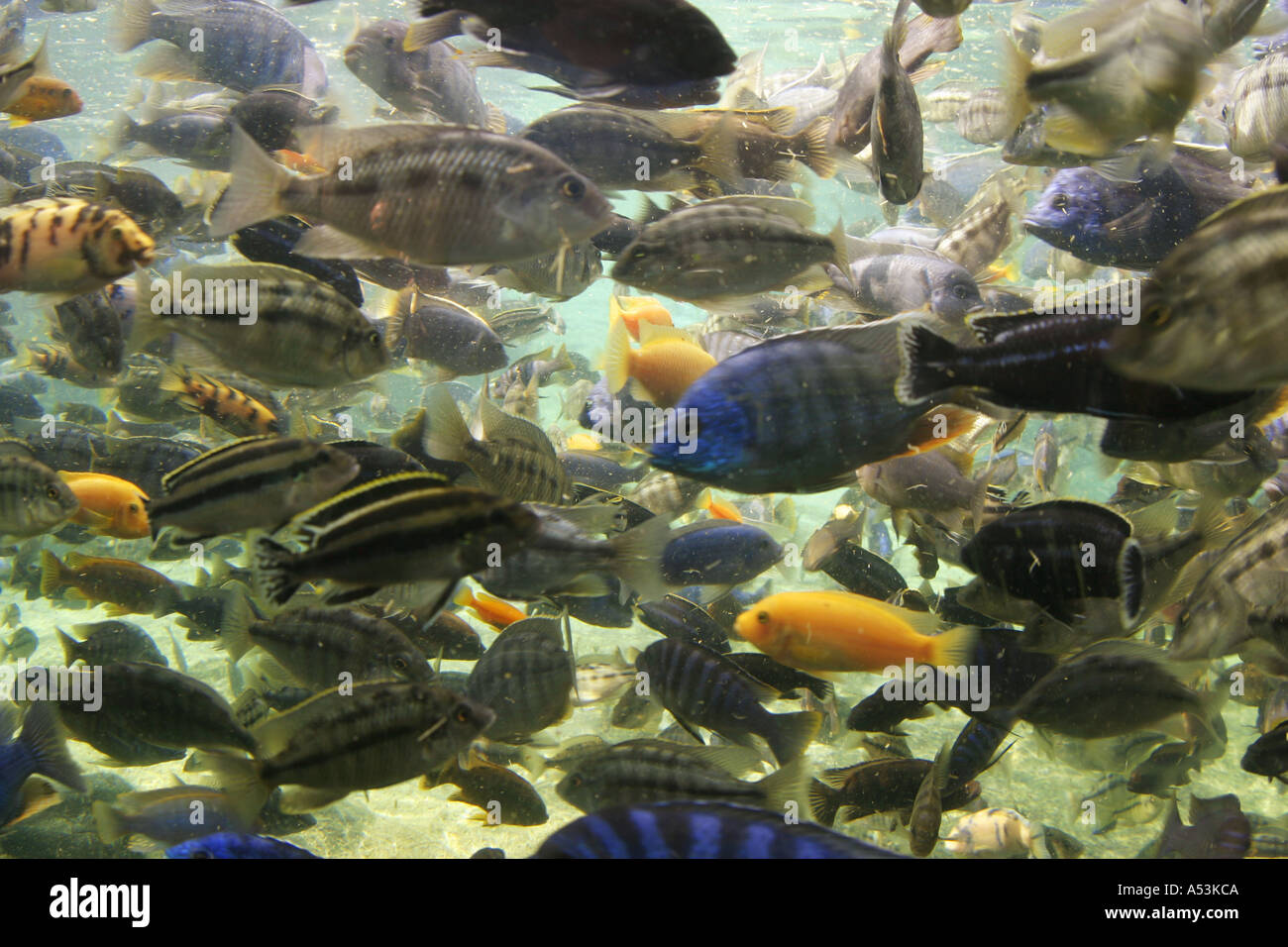 aquarium fish tropical tank enclosed crowded Stock Photo - Alamy