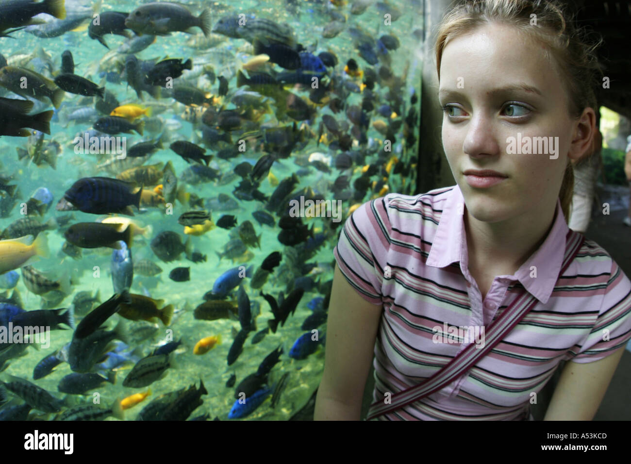 aquarium fish tropical tank enclosed crowded Stock Photo - Alamy