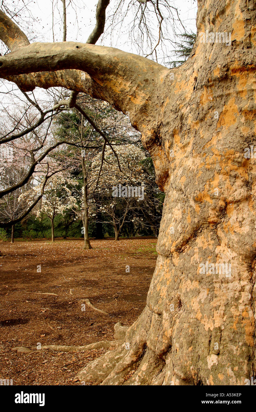 Japan traditional temple Lantern Pray Prayer Cherry peaceful silent ...