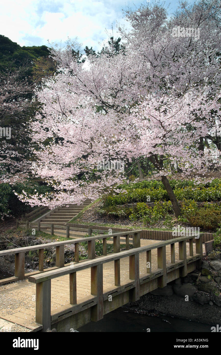 Tokyo Japan travel Sakura garden pink flower bridge pool bridge ...