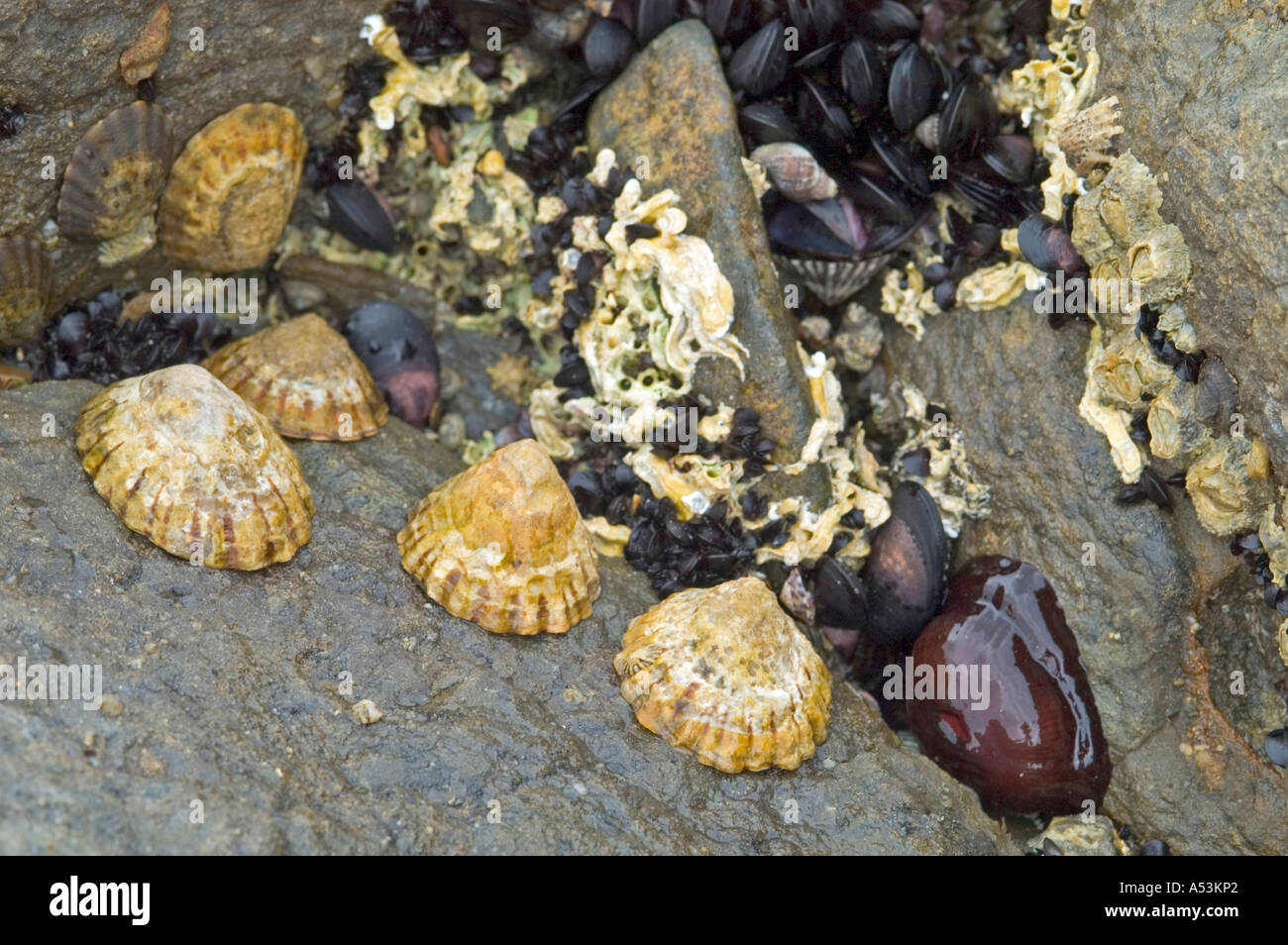 Tessellated hi-res stock photography and images - Alamy