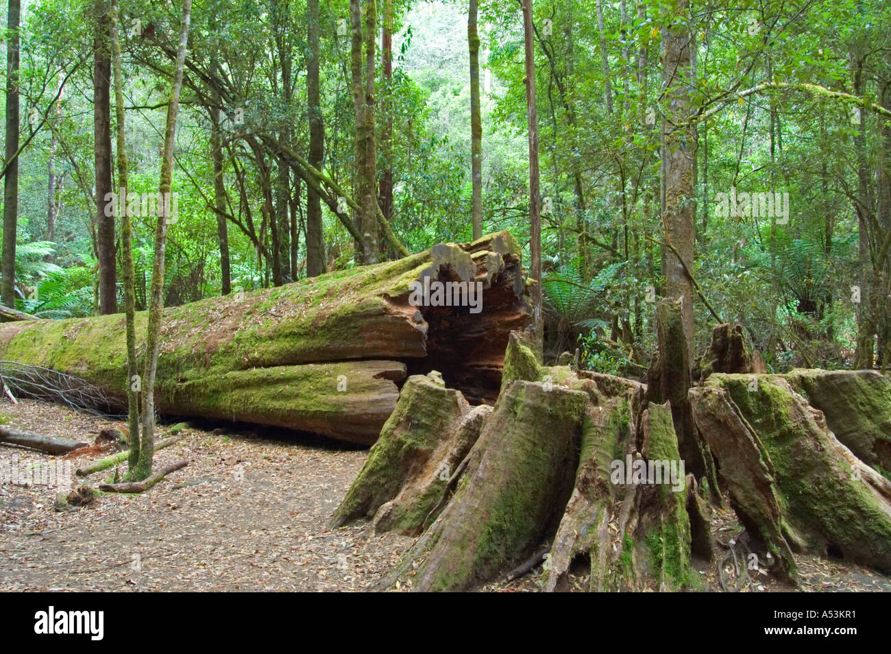 Tree trunk of swamp gum in Mt Field Nationalpark Tasmania Australia ...