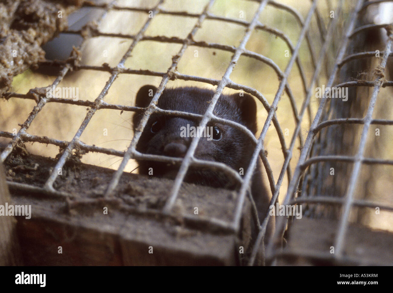 Painet ha1567 russia mink farm michailovskaya karelia region nw russian ...