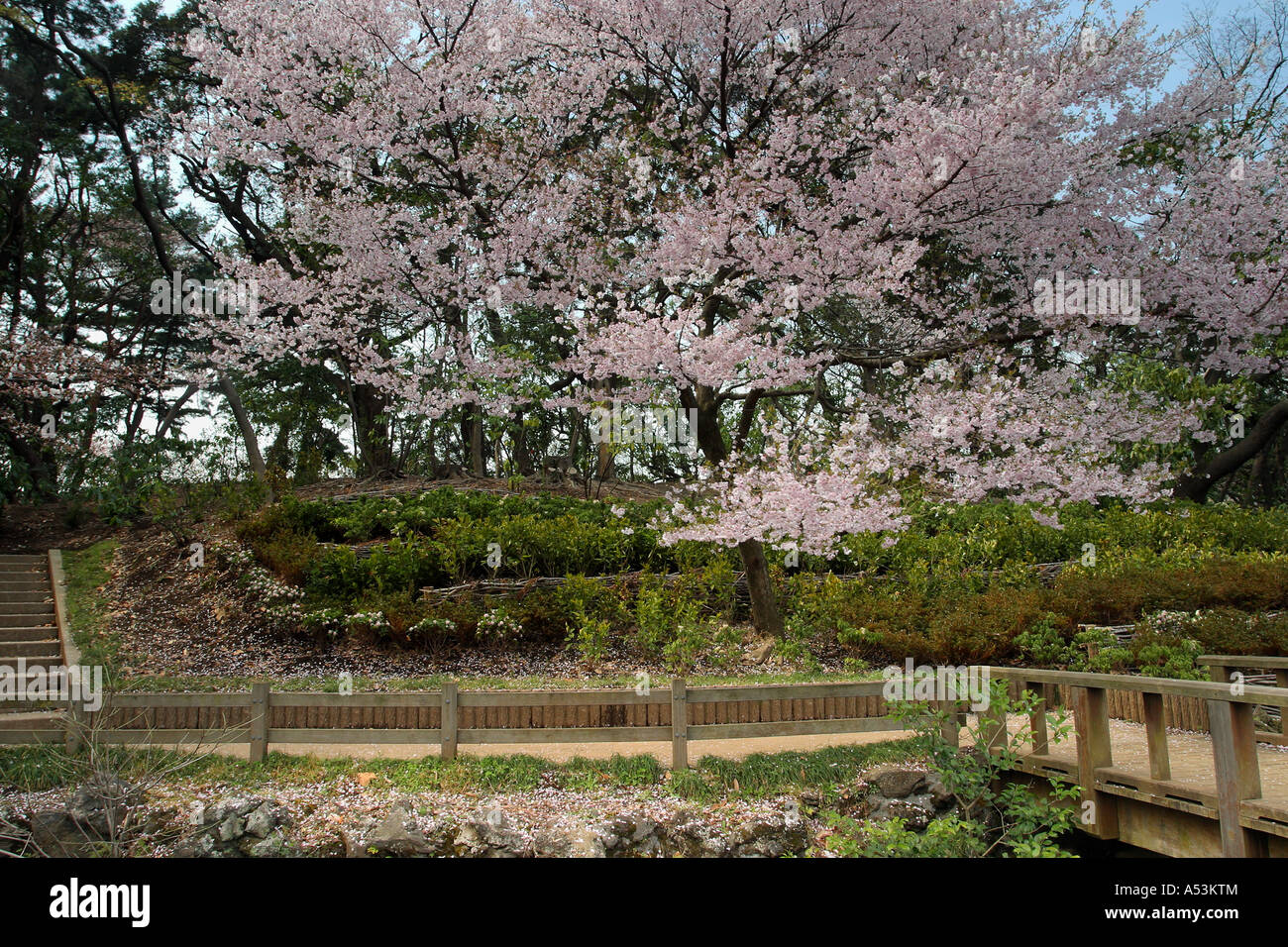 Tokyo Japan travel Sakura garden pink flower bridge pool bridge ...